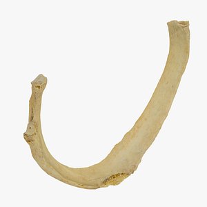 3D costae verae true rib model - TurboSquid 1534341