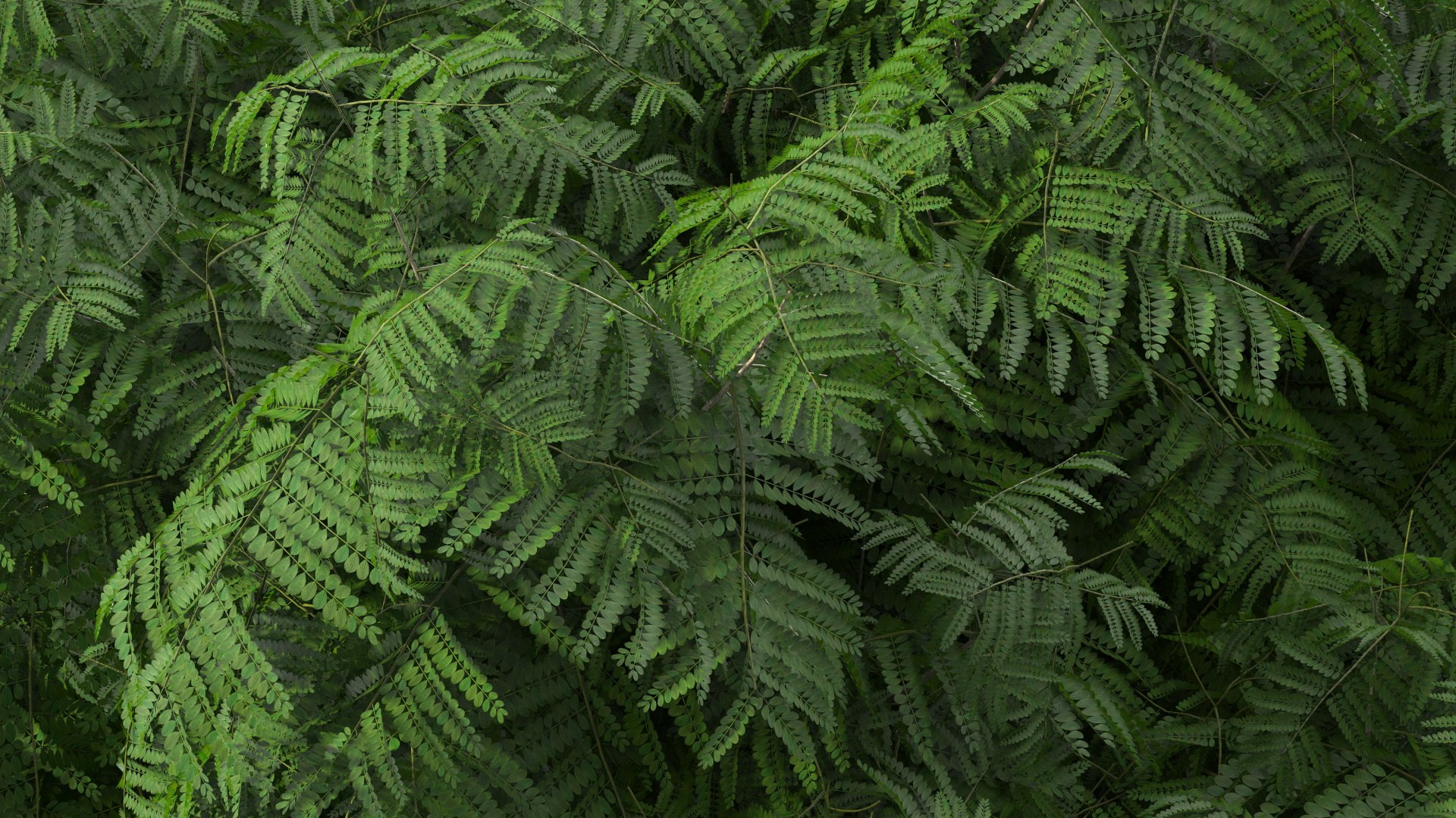 3D Tree Copperpod - TurboSquid 1705123