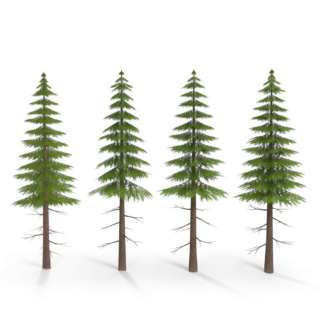 3D Canadian Spruce Tree Grean V3 - TurboSquid 2303258