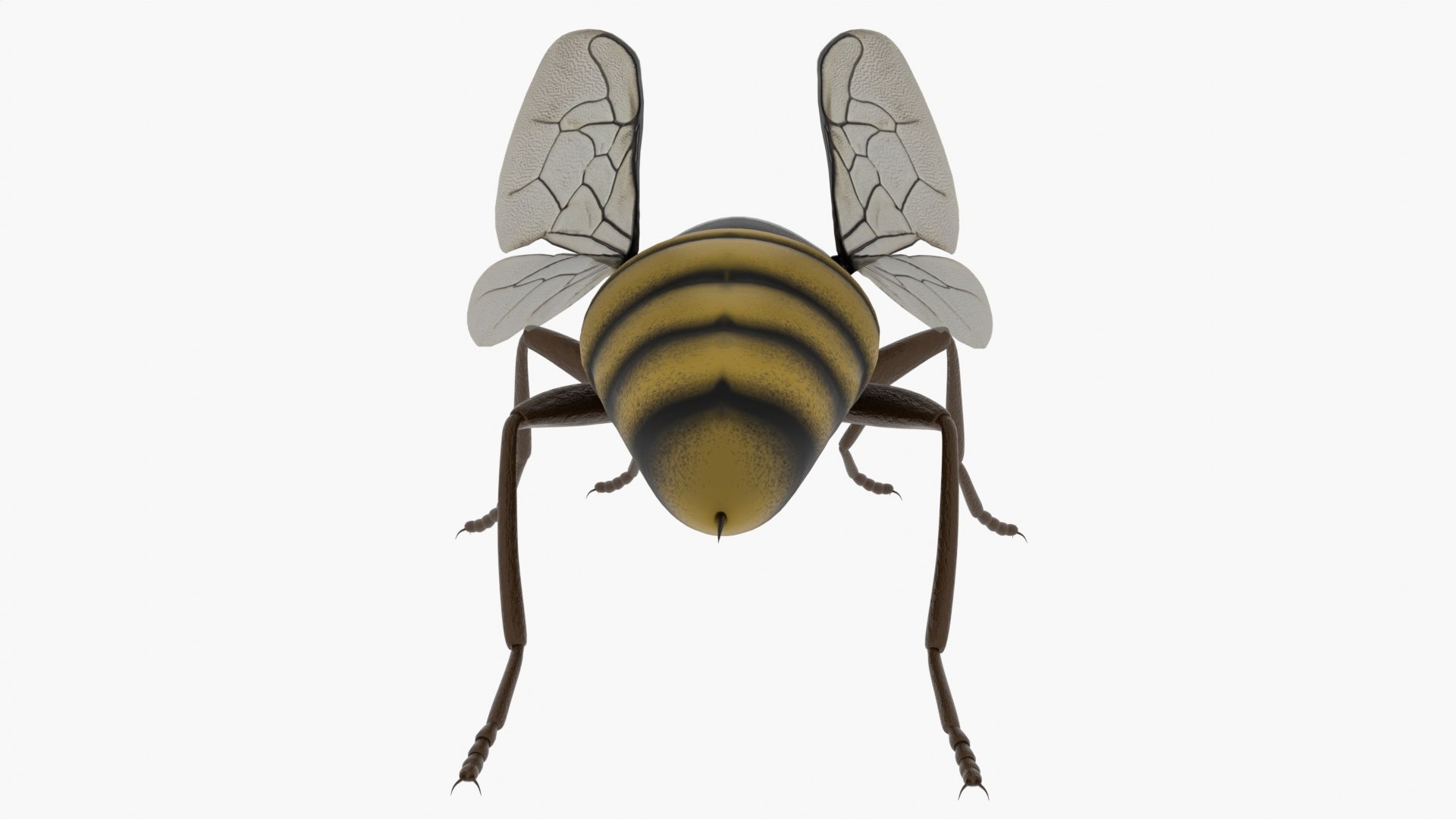 3D Bee - TurboSquid 2048021