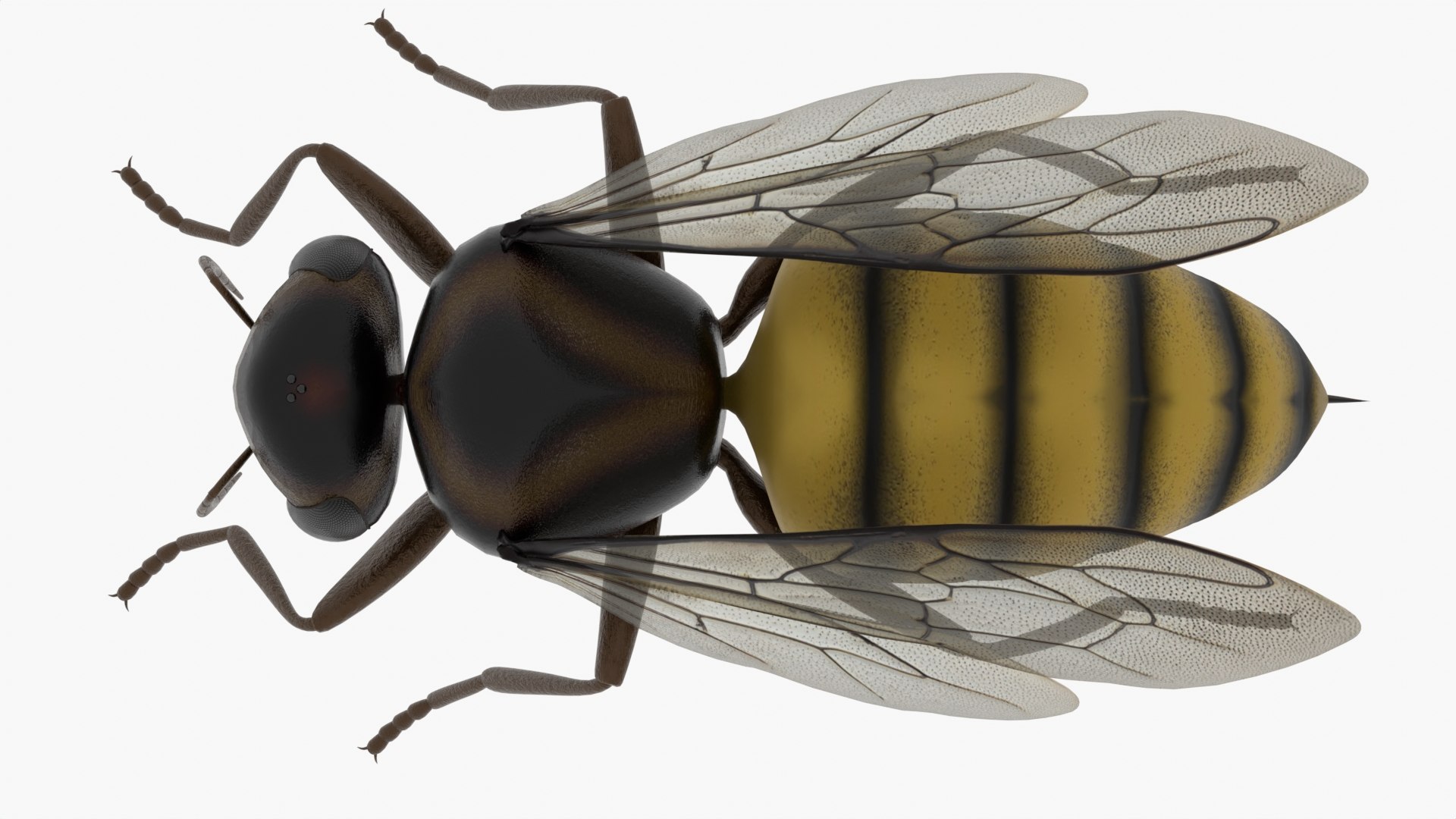 3D Bee - TurboSquid 2048021