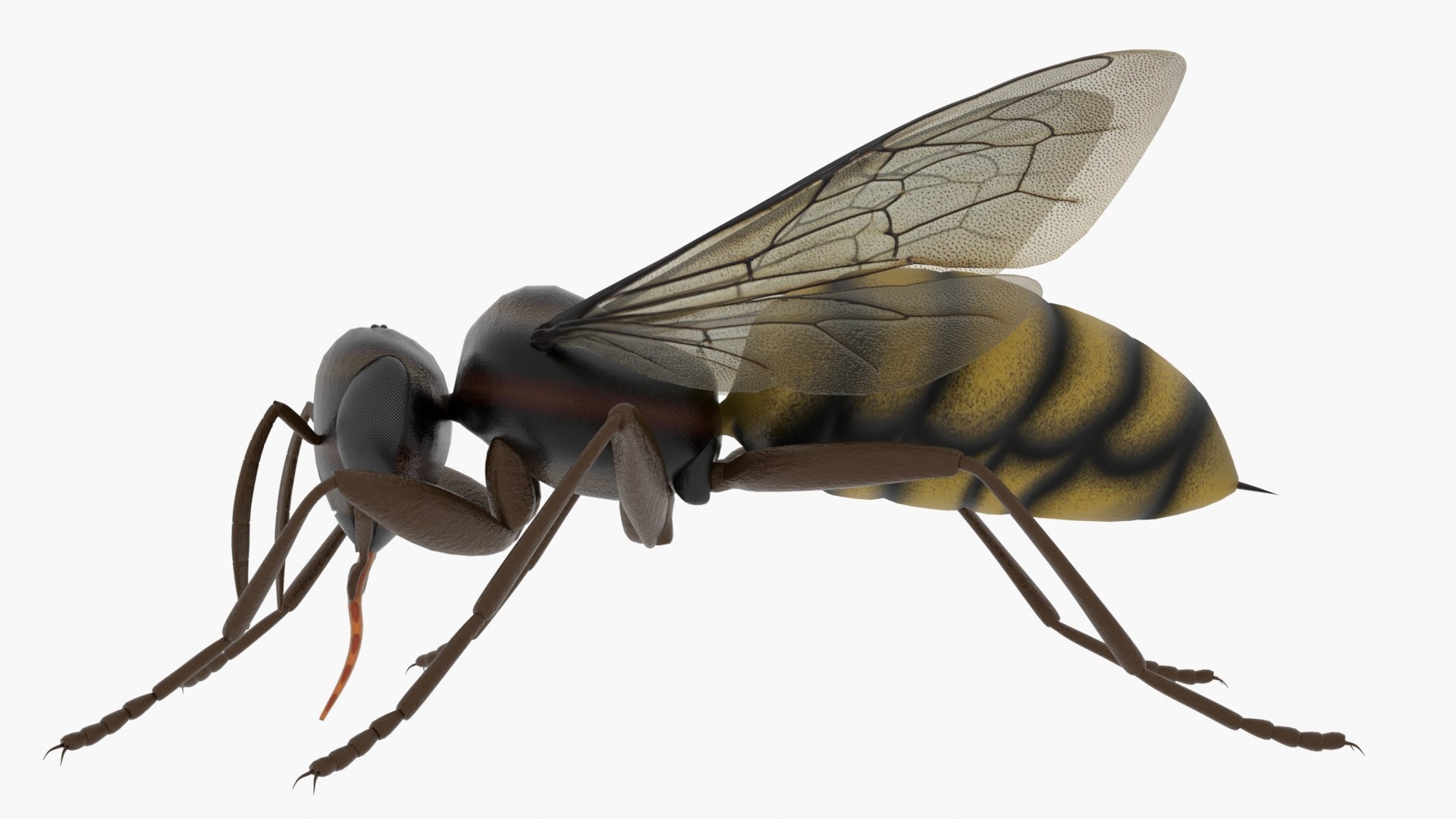 3D Bee - TurboSquid 2048021