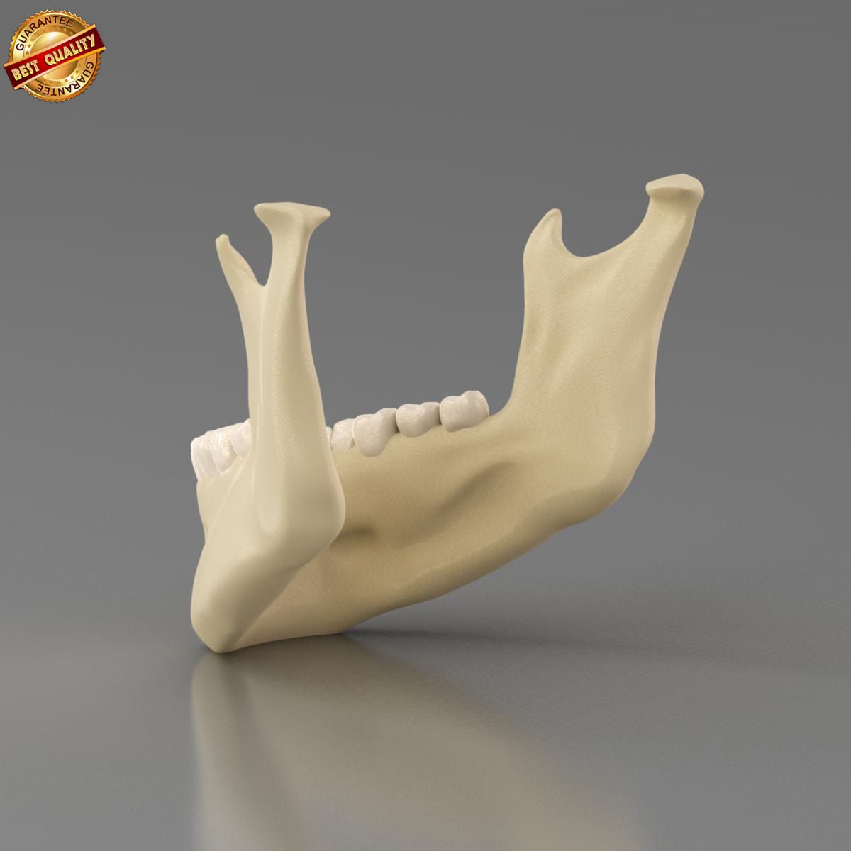 obj jaw mandible