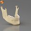 Obj Jaw Mandible
