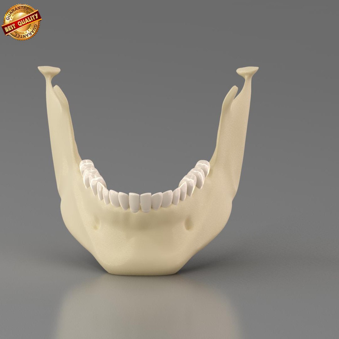Obj Jaw Mandible