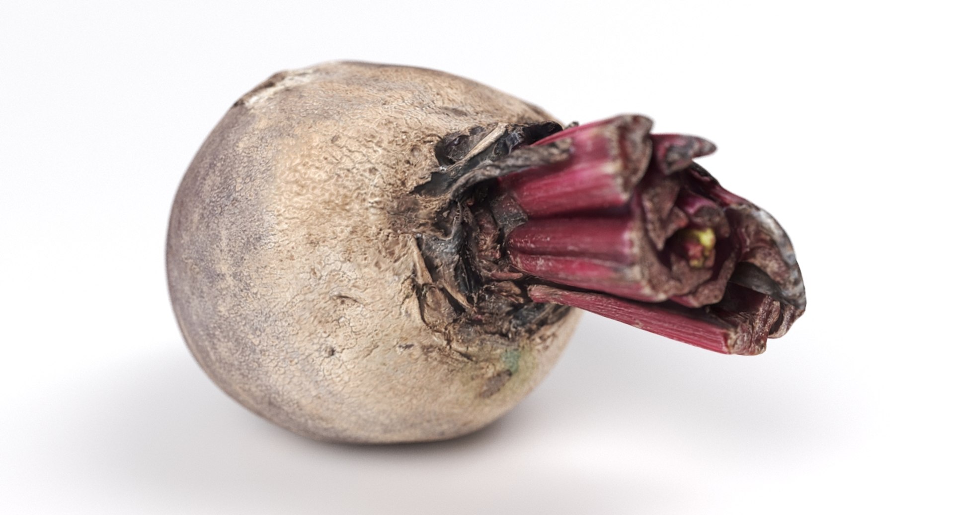 Realistic Beetroot 01 3D Model - TurboSquid 1395157