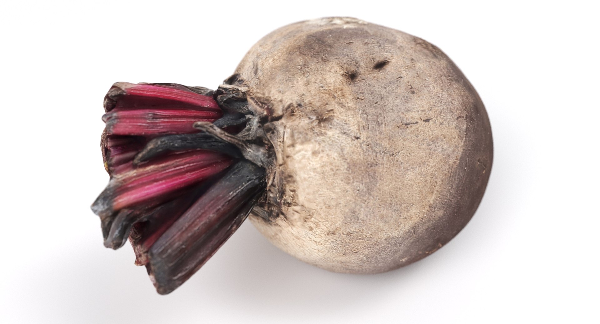 Realistic Beetroot 01 3D Model - TurboSquid 1395157