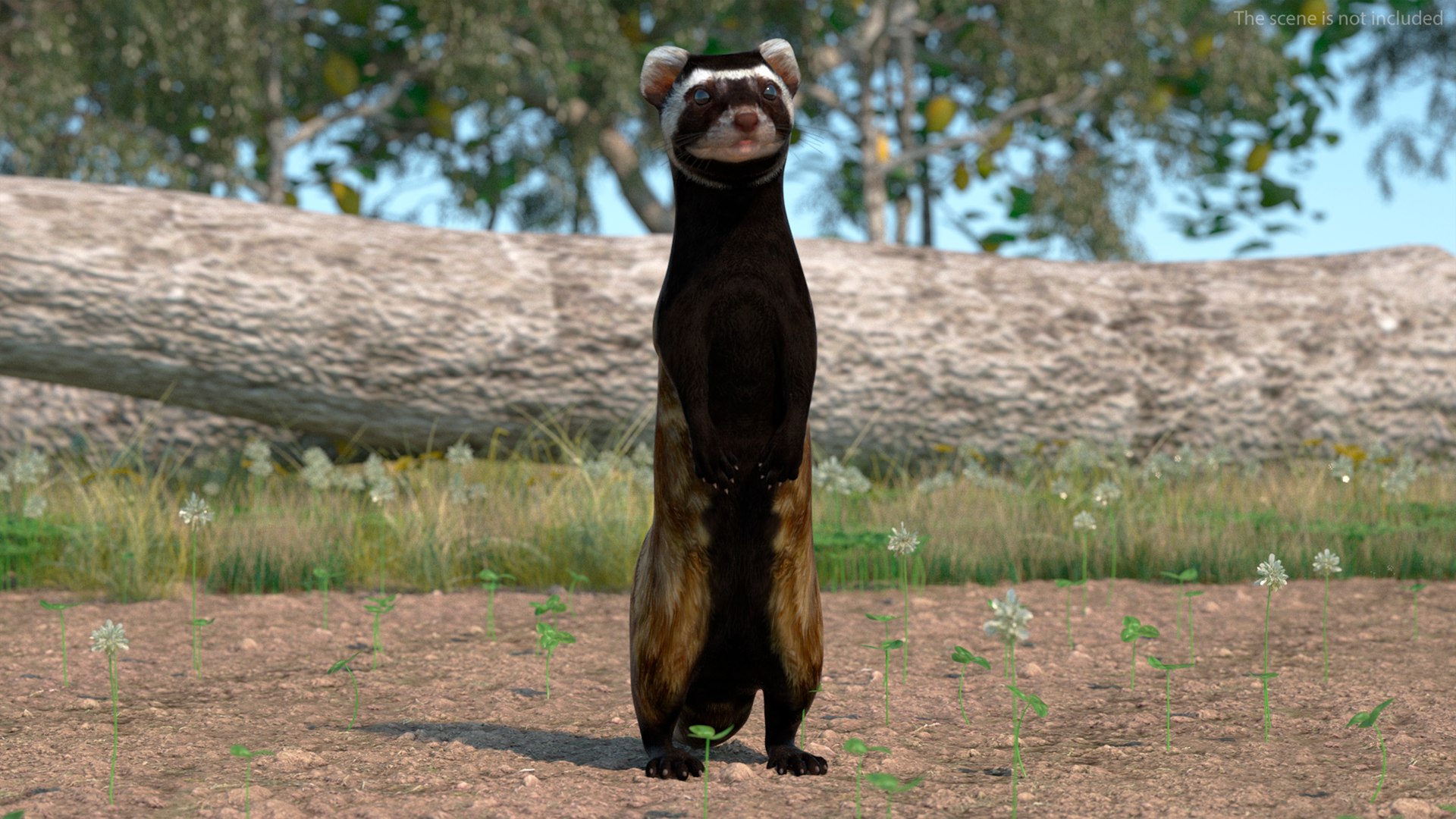 3D Vormela Peregusna Stands On His Hind Legs Model - TurboSquid 2207703