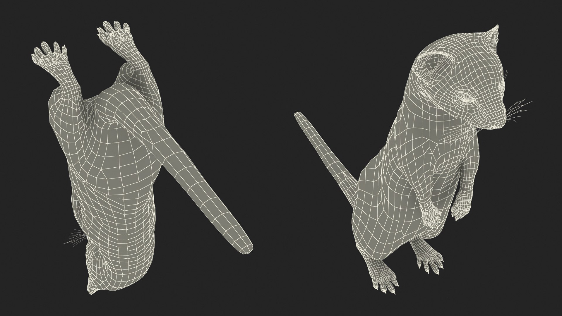 3D Vormela Peregusna Stands On His Hind Legs Model - TurboSquid 2207703