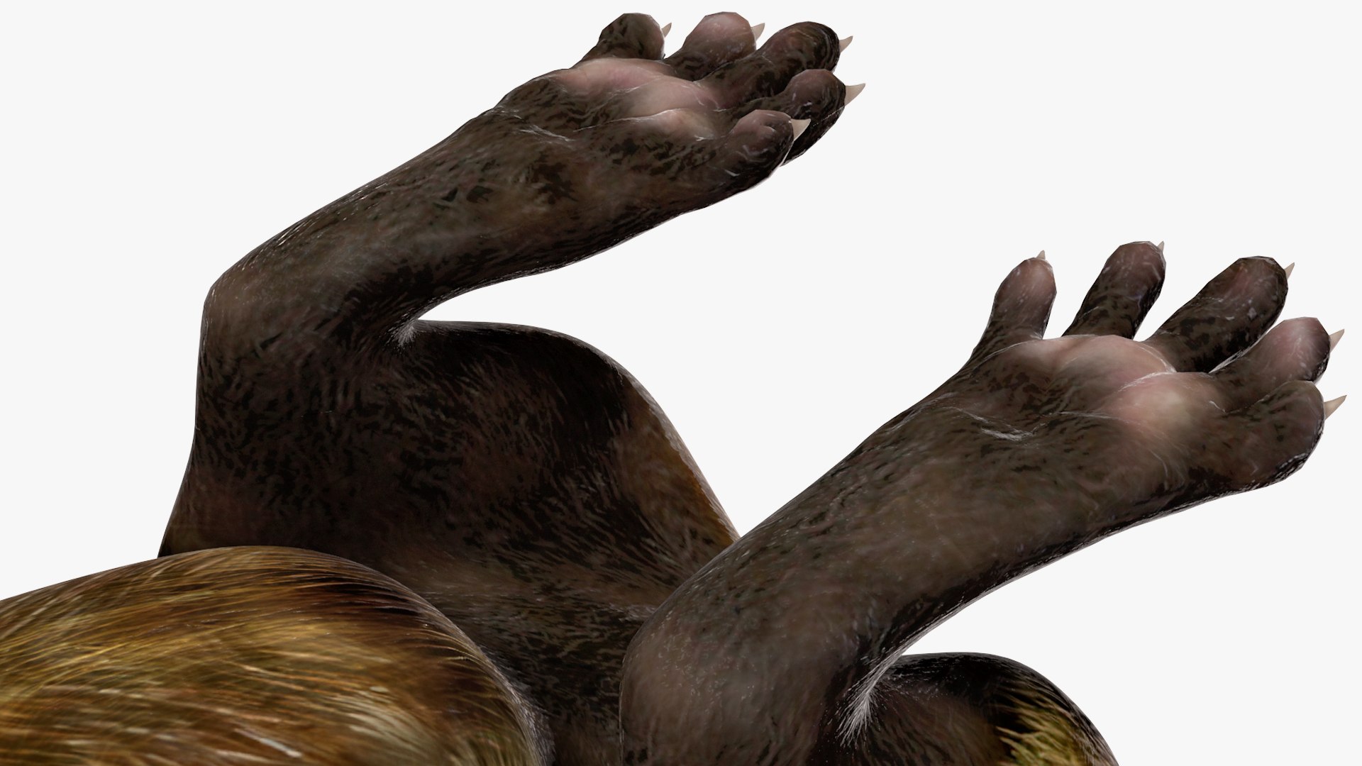 3D Vormela Peregusna Stands On His Hind Legs Model - TurboSquid 2207703