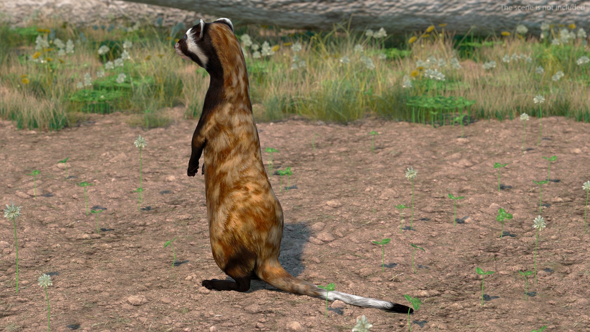 3D Vormela Peregusna Stands On His Hind Legs Model - TurboSquid 2207703