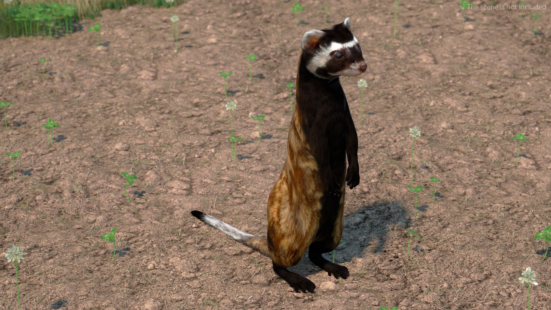 3D Vormela Peregusna Stands On His Hind Legs Model - TurboSquid 2207703