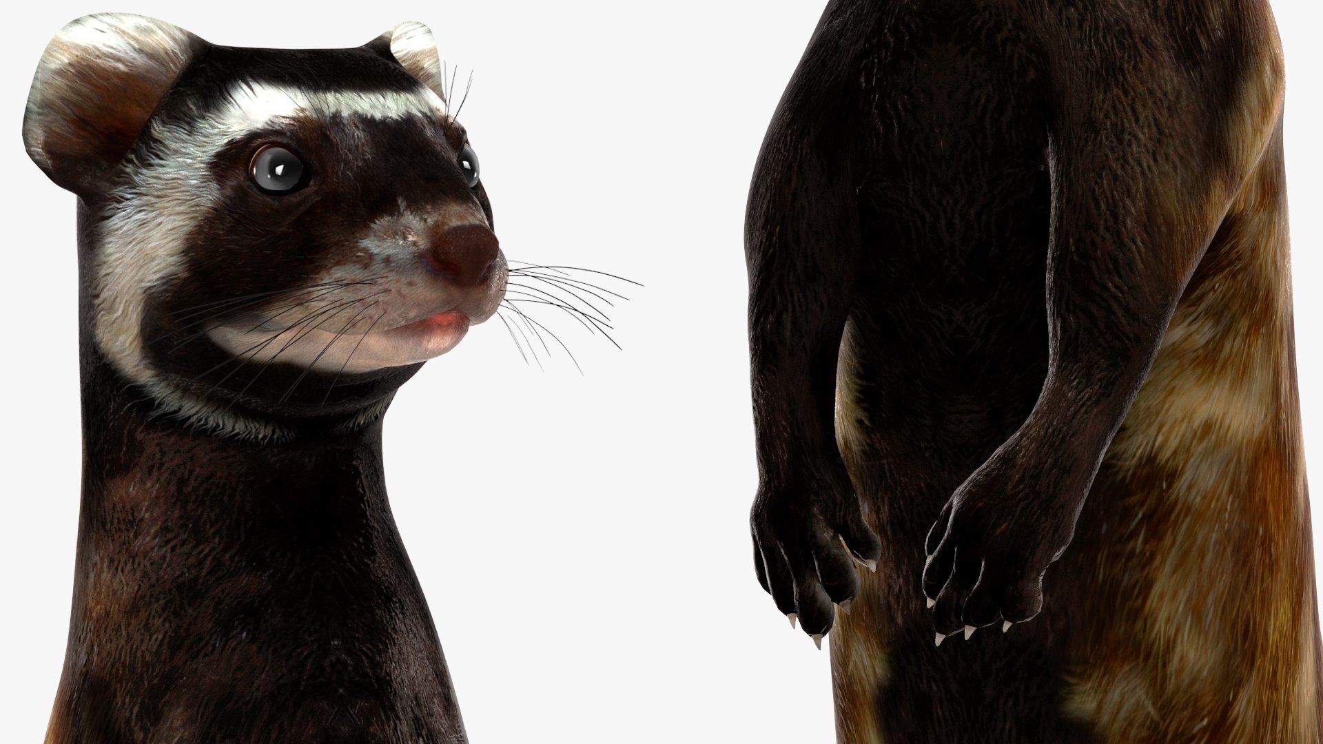 3D Vormela Peregusna Stands On His Hind Legs Model - TurboSquid 2207703