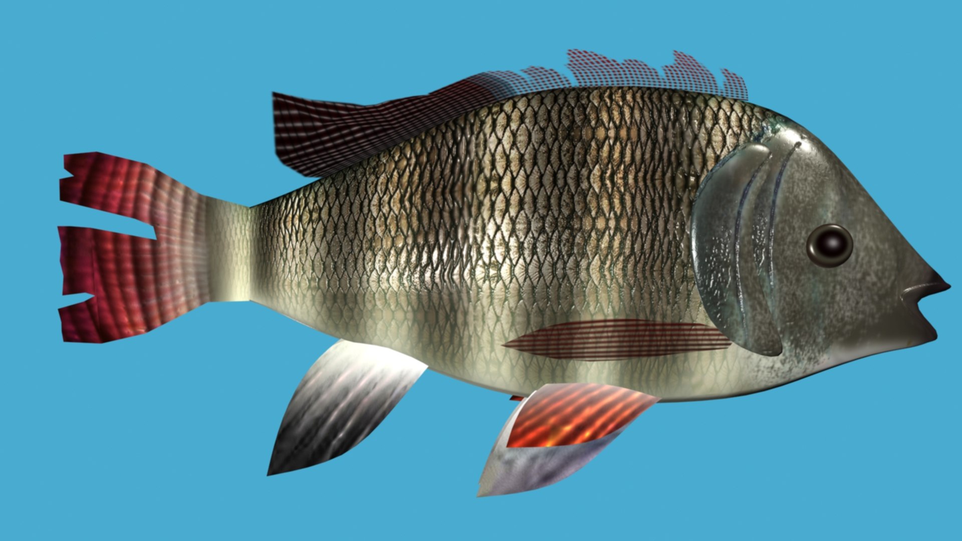 Tilapia Fish1 3D Model - TurboSquid 2047547