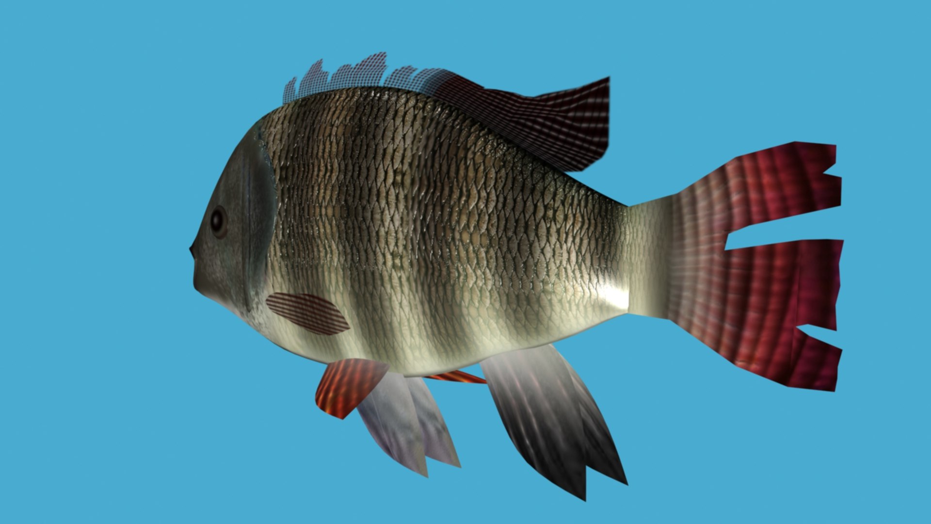 Tilapia Fish1 3D Model - TurboSquid 2047547