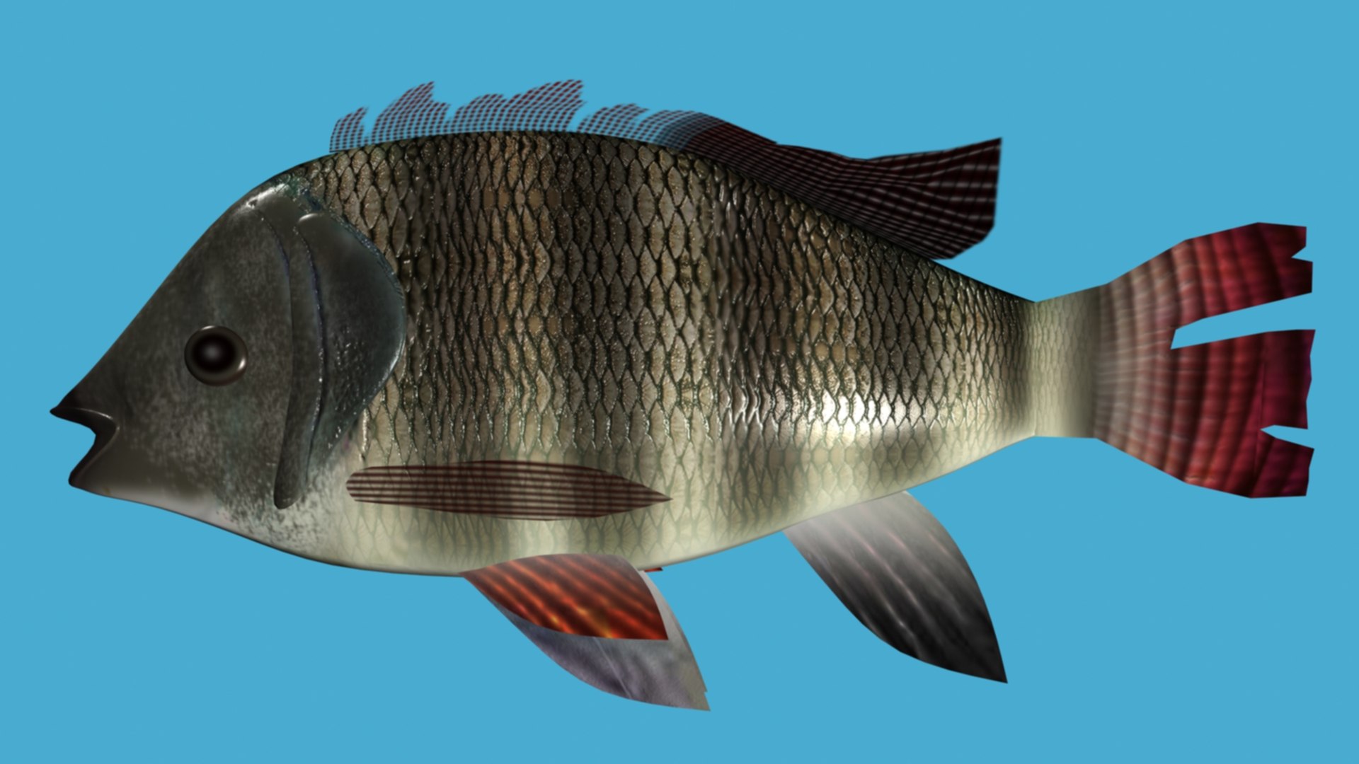 Tilapia Fish1 3D Model - TurboSquid 2047547