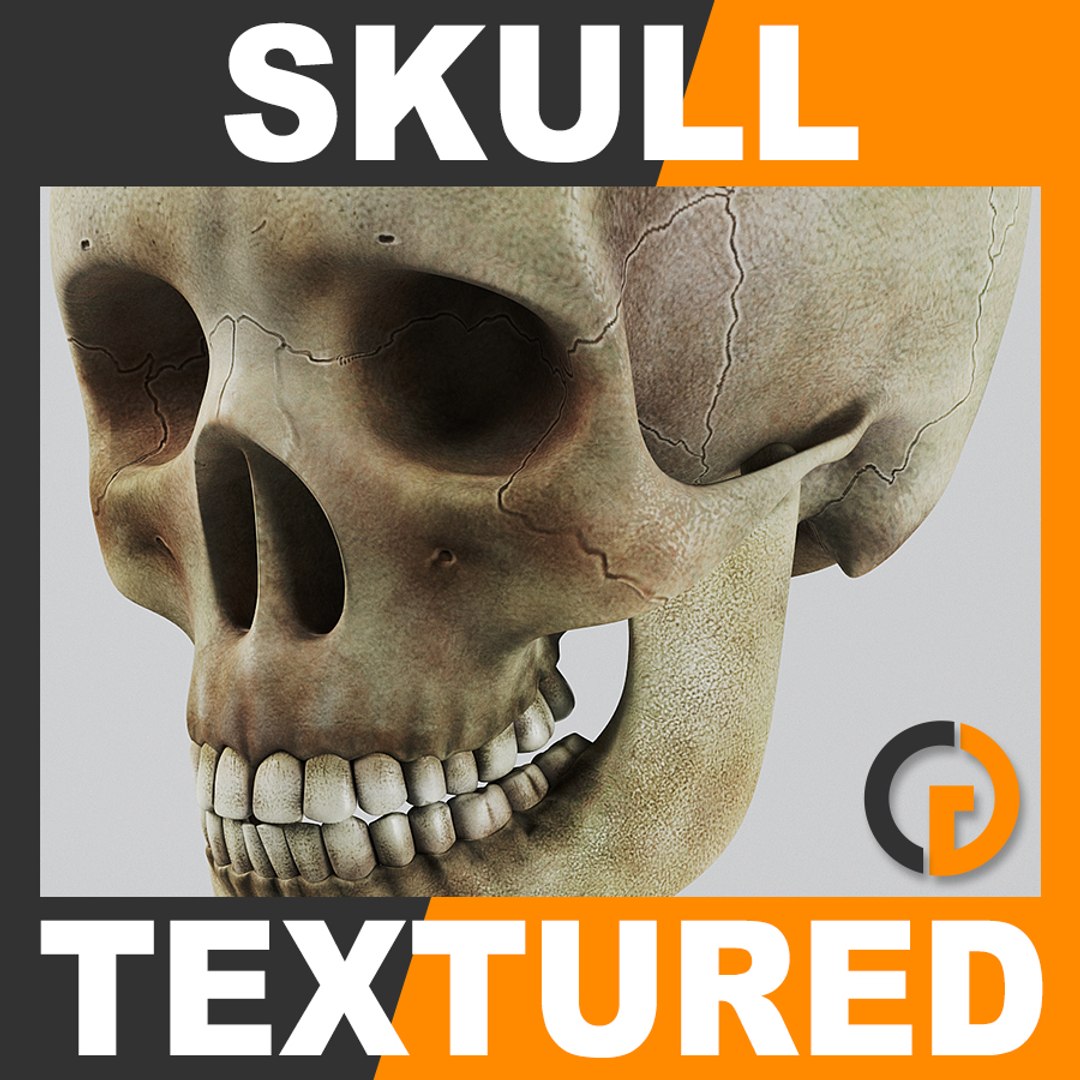 maya human skull - skeletal