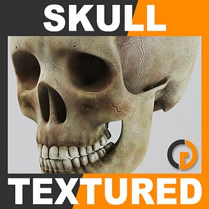 Skull 3D Models for Download | TurboSquid