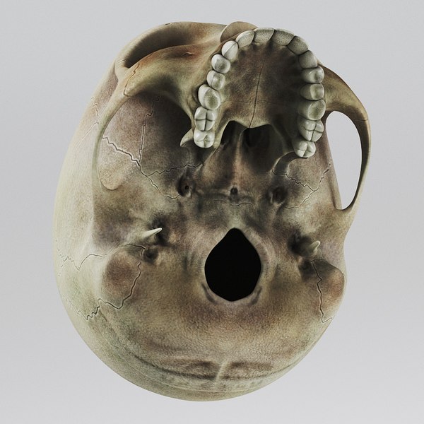 maya human skull - skeletal