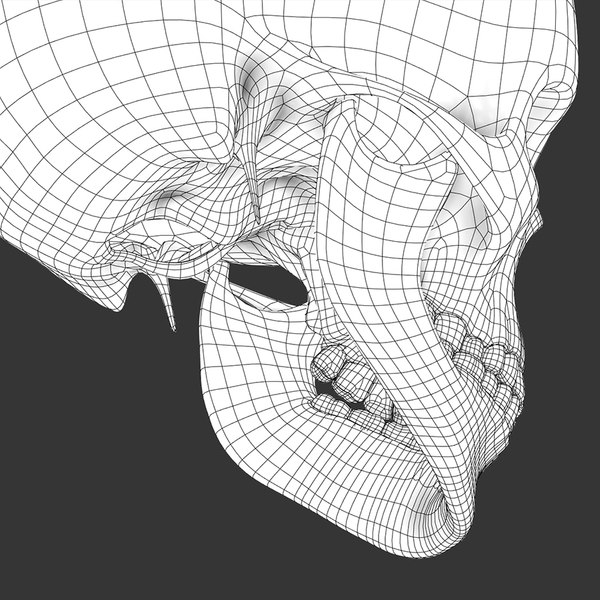 maya human skull - skeletal
