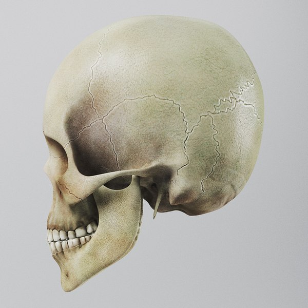 maya human skull - skeletal