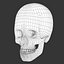 maya human skull - skeletal