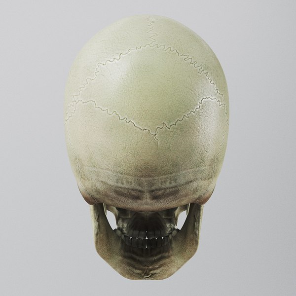 maya human skull - skeletal