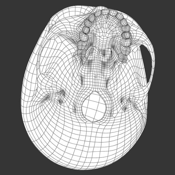 maya human skull - skeletal