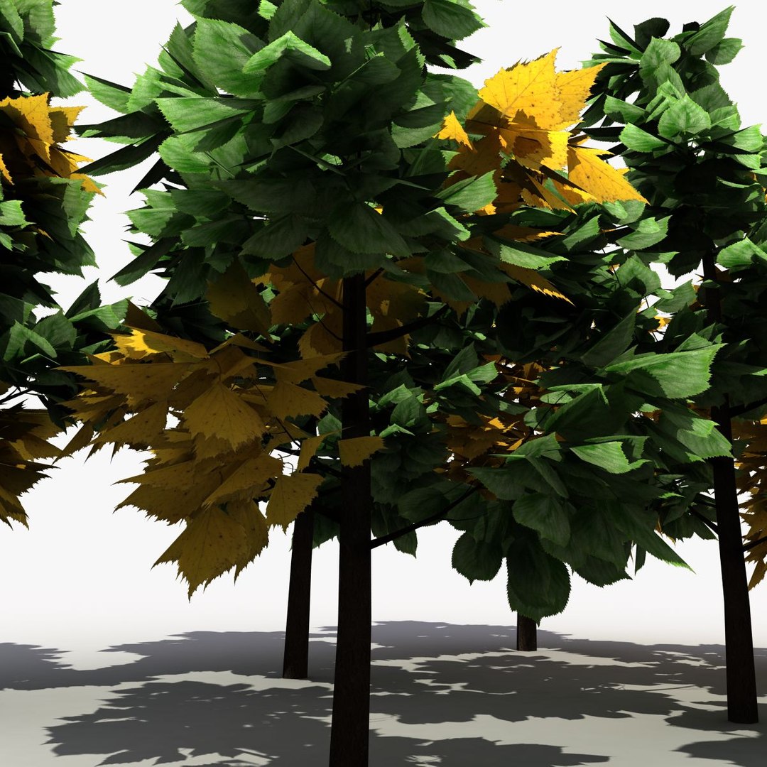 3d Modelled Tree Model
