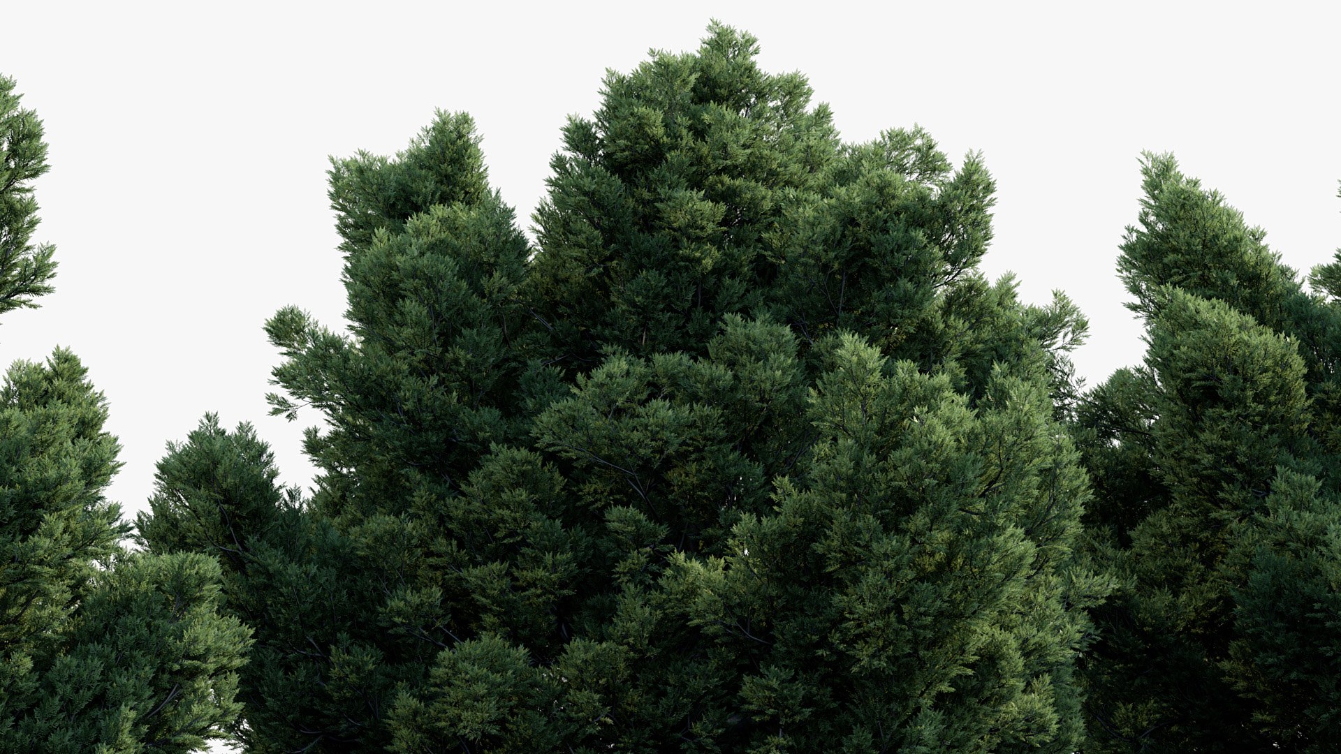 3D Juniperus Excelsa Greek Juniper - TurboSquid 2048948