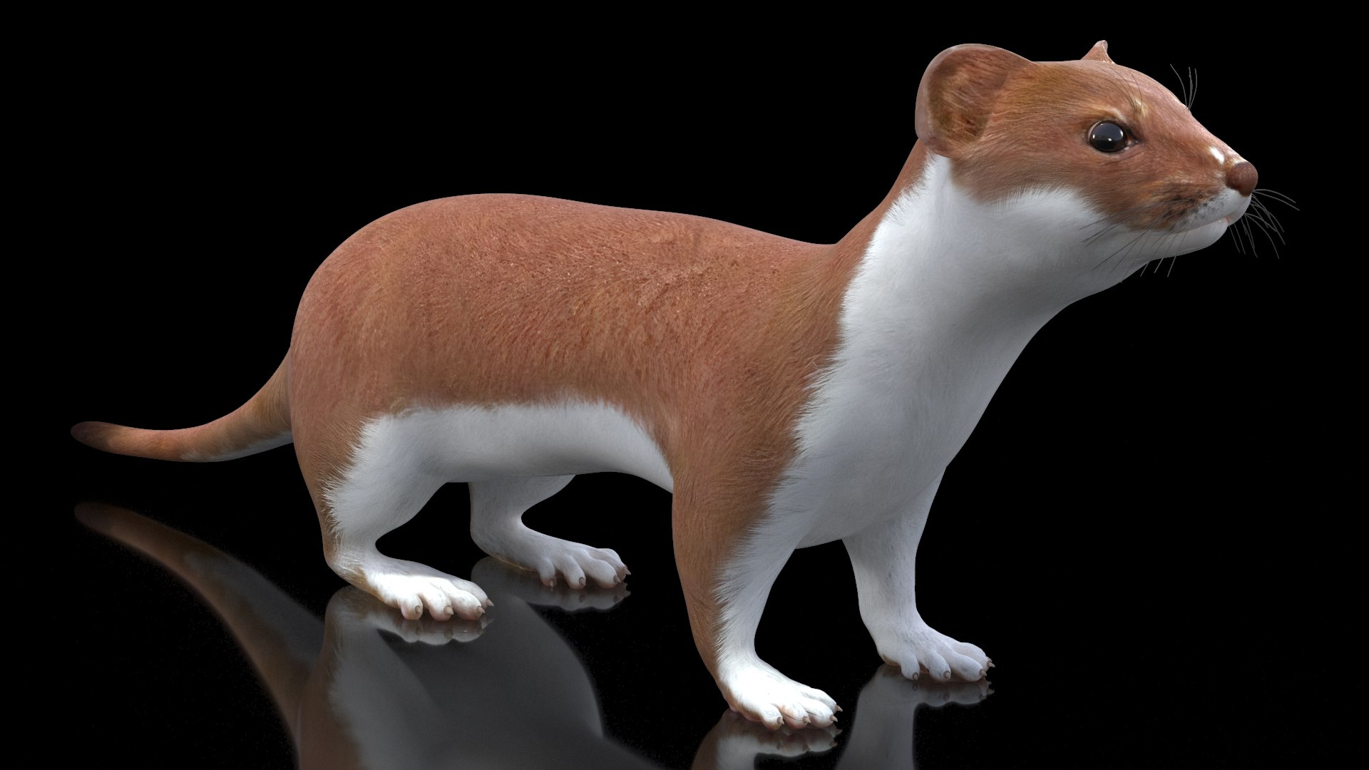 Eurasian Stoat Brown Rigged For Cinema 4D 3D Model - TurboSquid 2255025