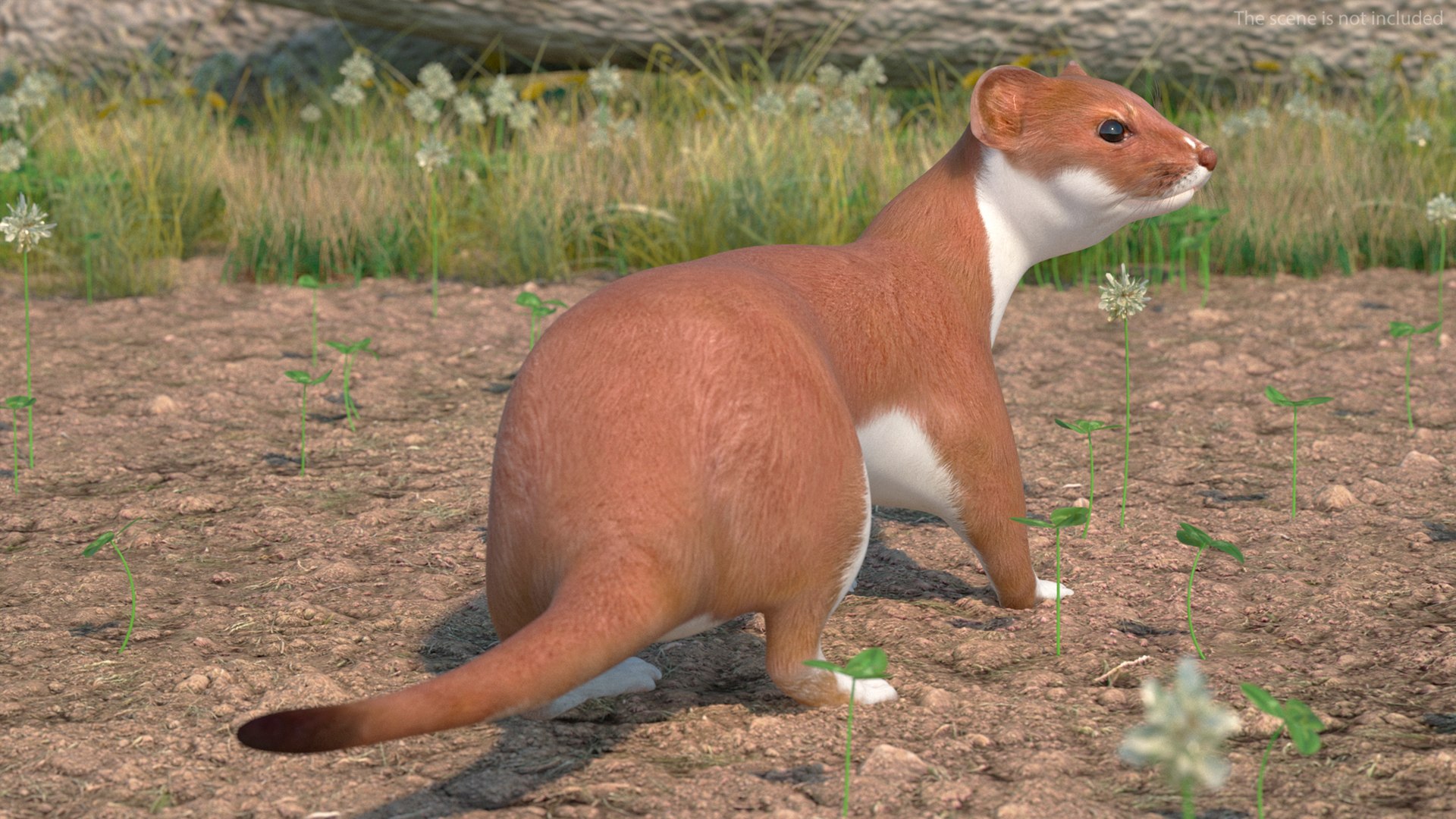 Eurasian Stoat Brown Rigged For Cinema 4D 3D Model - TurboSquid 2255025