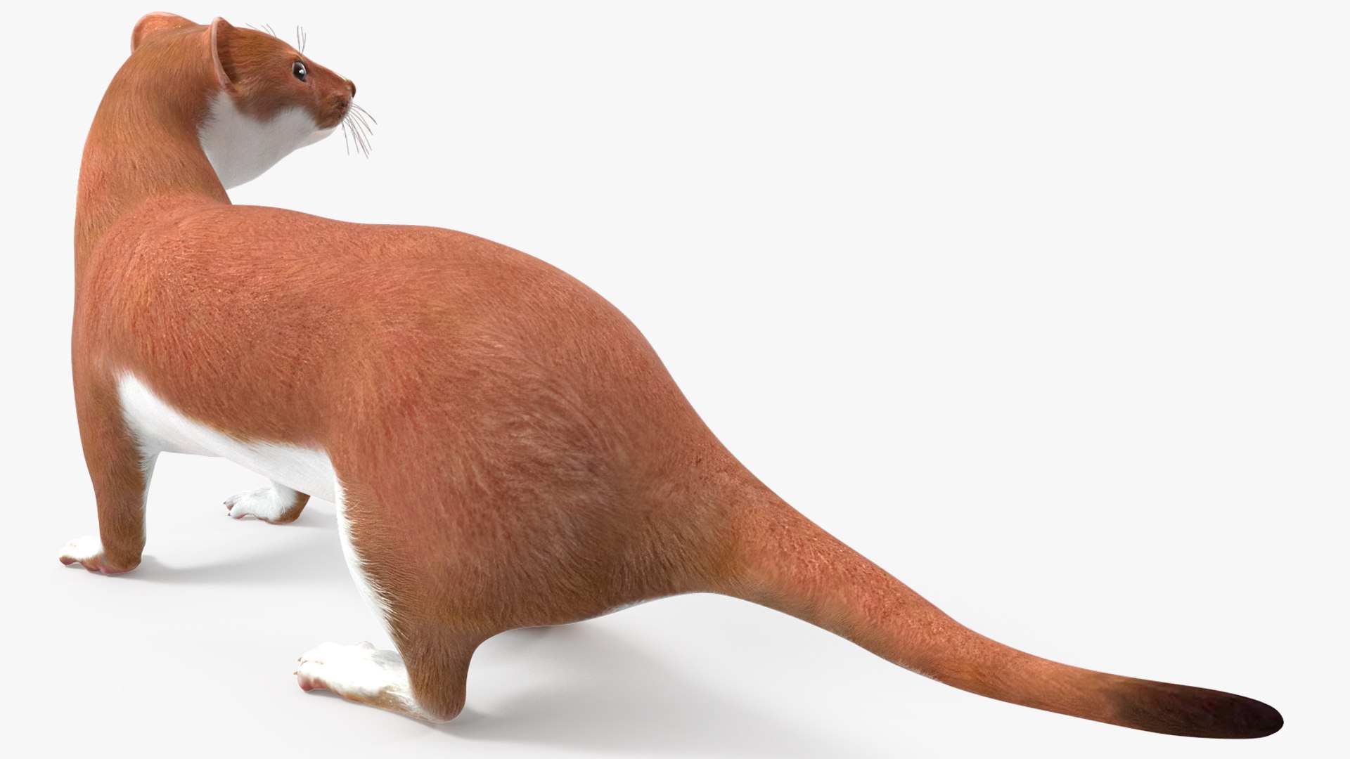 Eurasian Stoat Brown Rigged For Cinema 4D 3D Model - TurboSquid 2255025