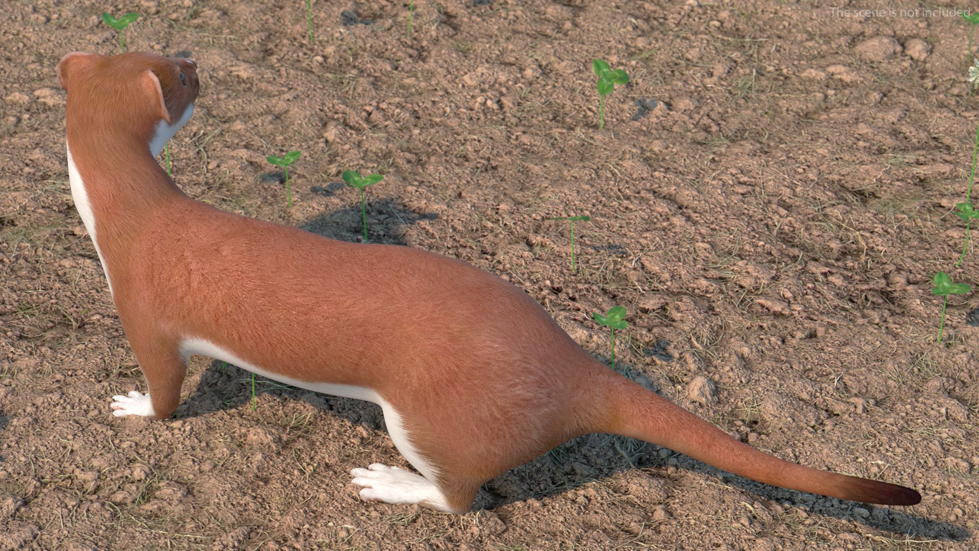 Eurasian Stoat Brown Rigged For Cinema 4D 3D Model - TurboSquid 2255025