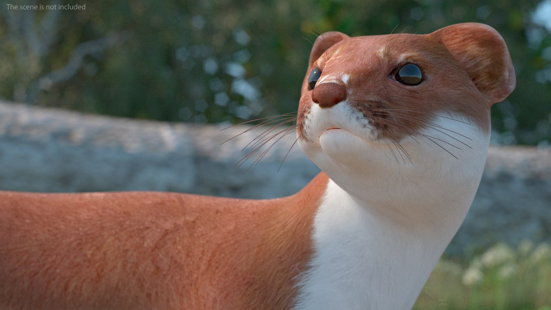 Eurasian Stoat Brown Rigged For Cinema 4D 3D Model - TurboSquid 2255025