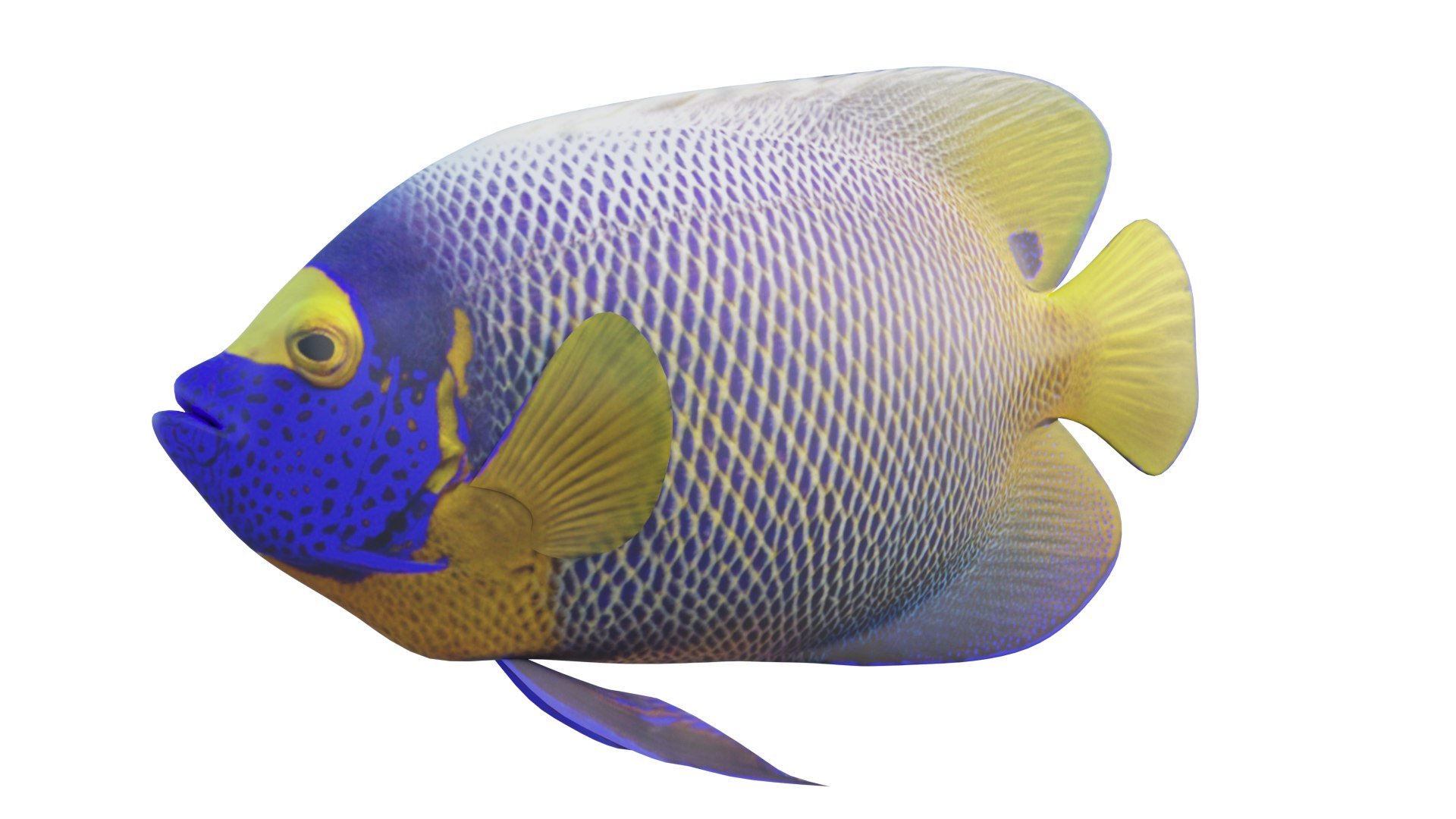 3D Model Blue Girdled Angelfish Set 02 - TurboSquid 1863786