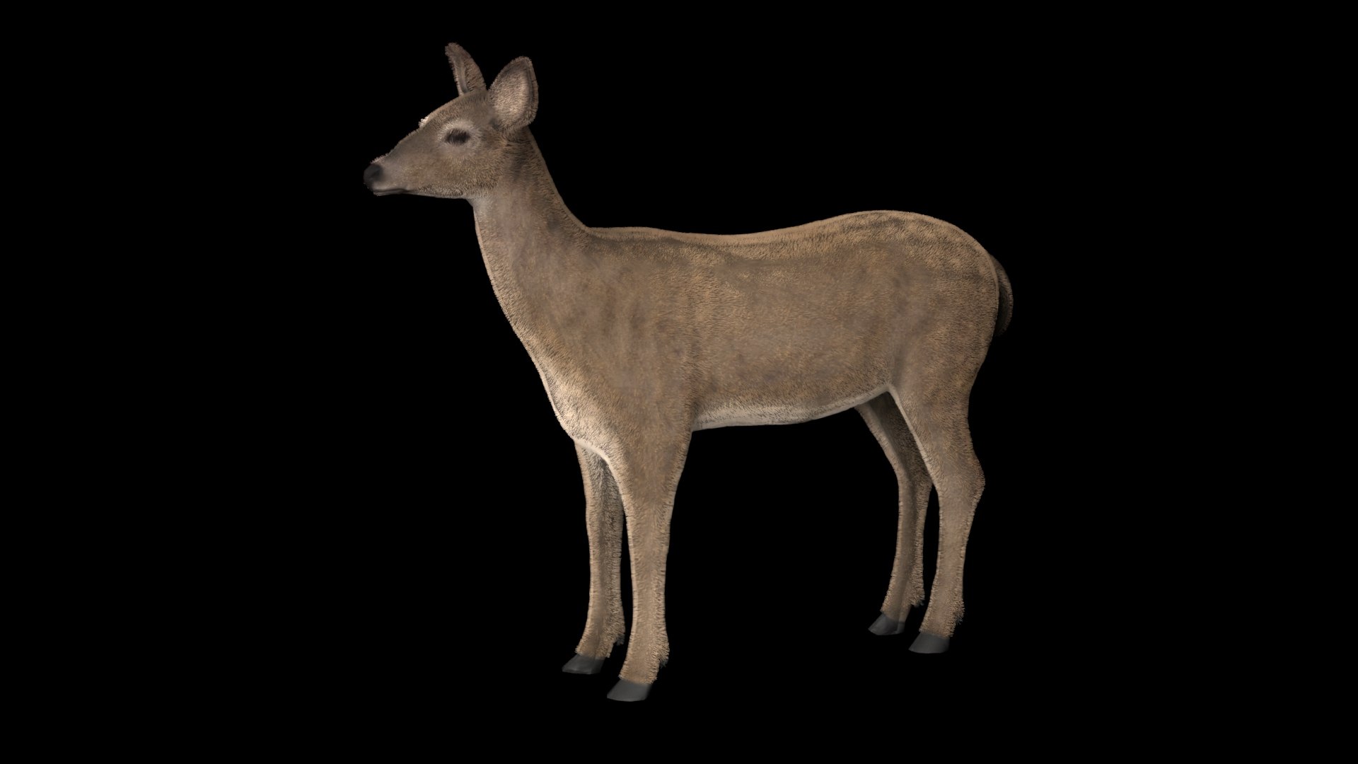 Rigged Deer for MAYA XGEN Arnold 3D - TurboSquid 1988115