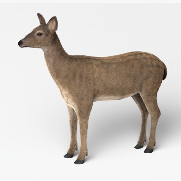 Rigged Deer for MAYA XGEN Arnold 3D - TurboSquid 1988115