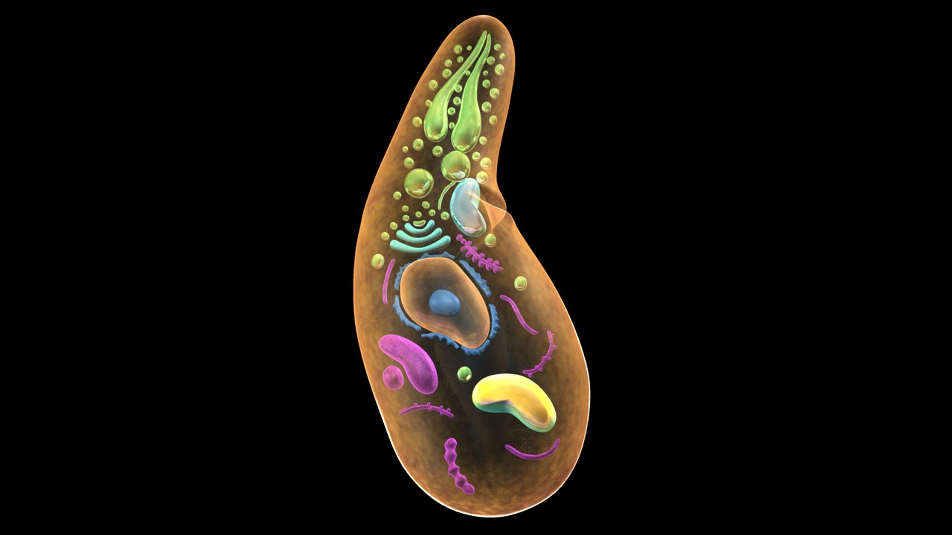 Sporozoa Protists Organelle 3d Model