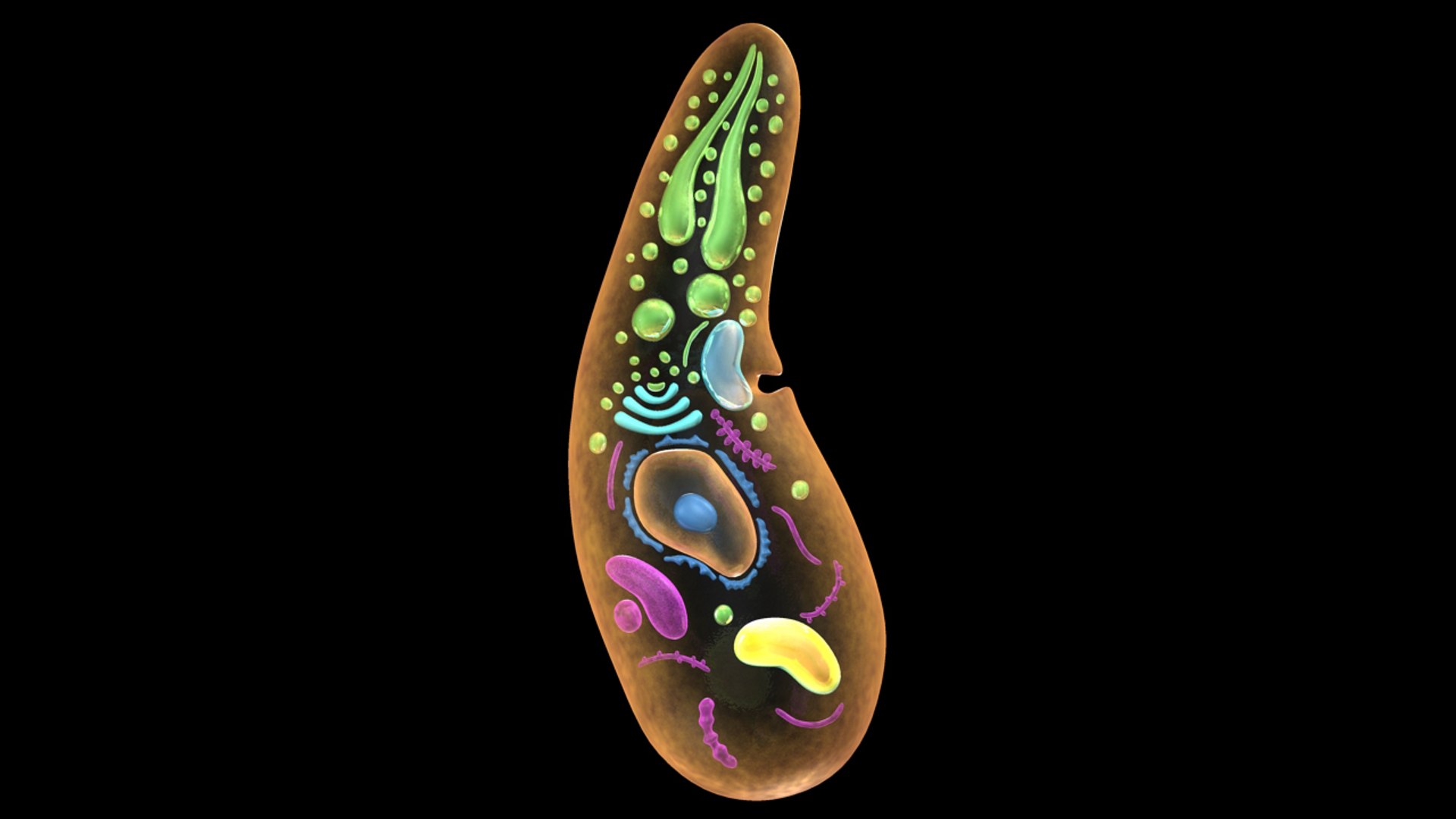 Sporozoa Protists Organelle 3d Model