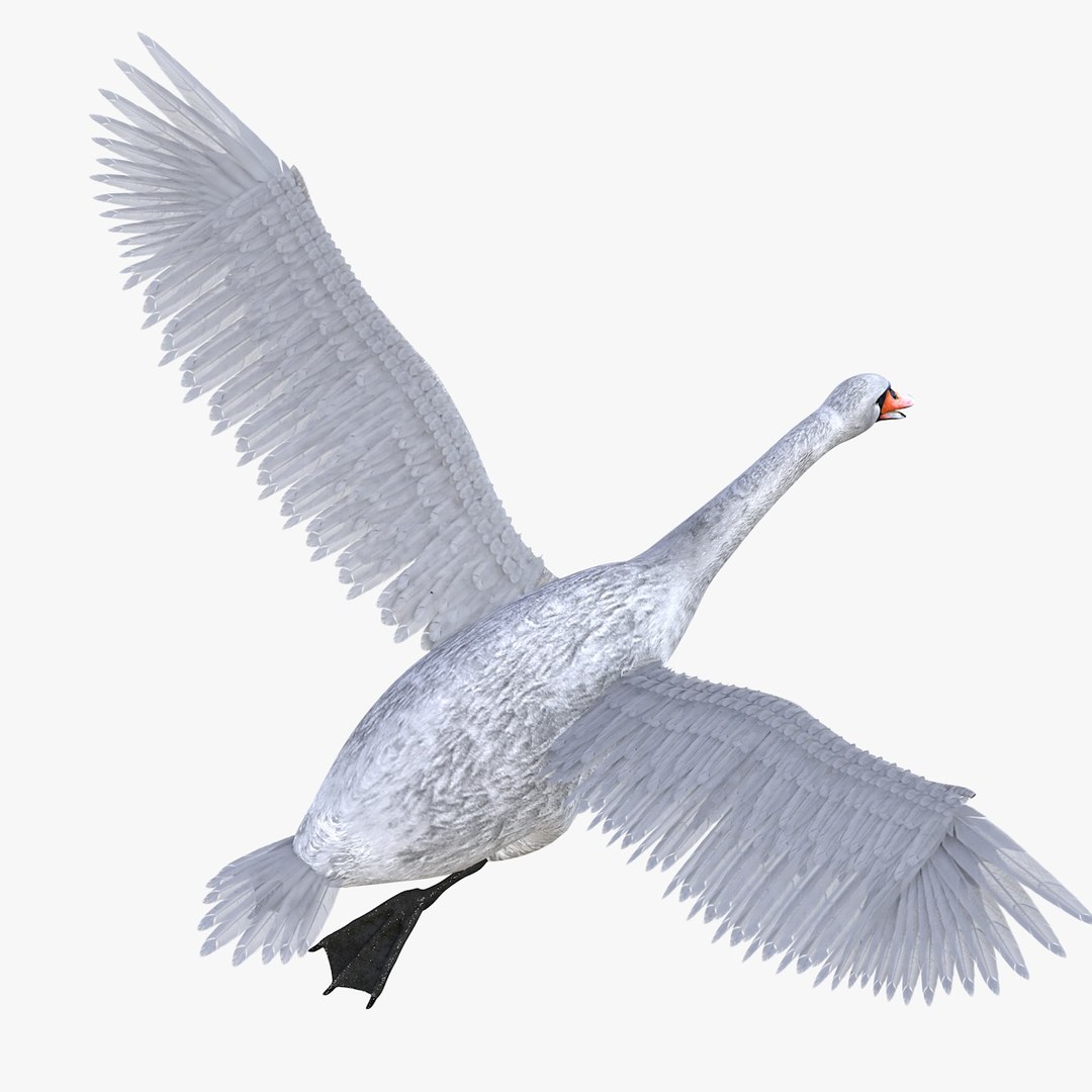 3D Bird Swan - TurboSquid 1536964