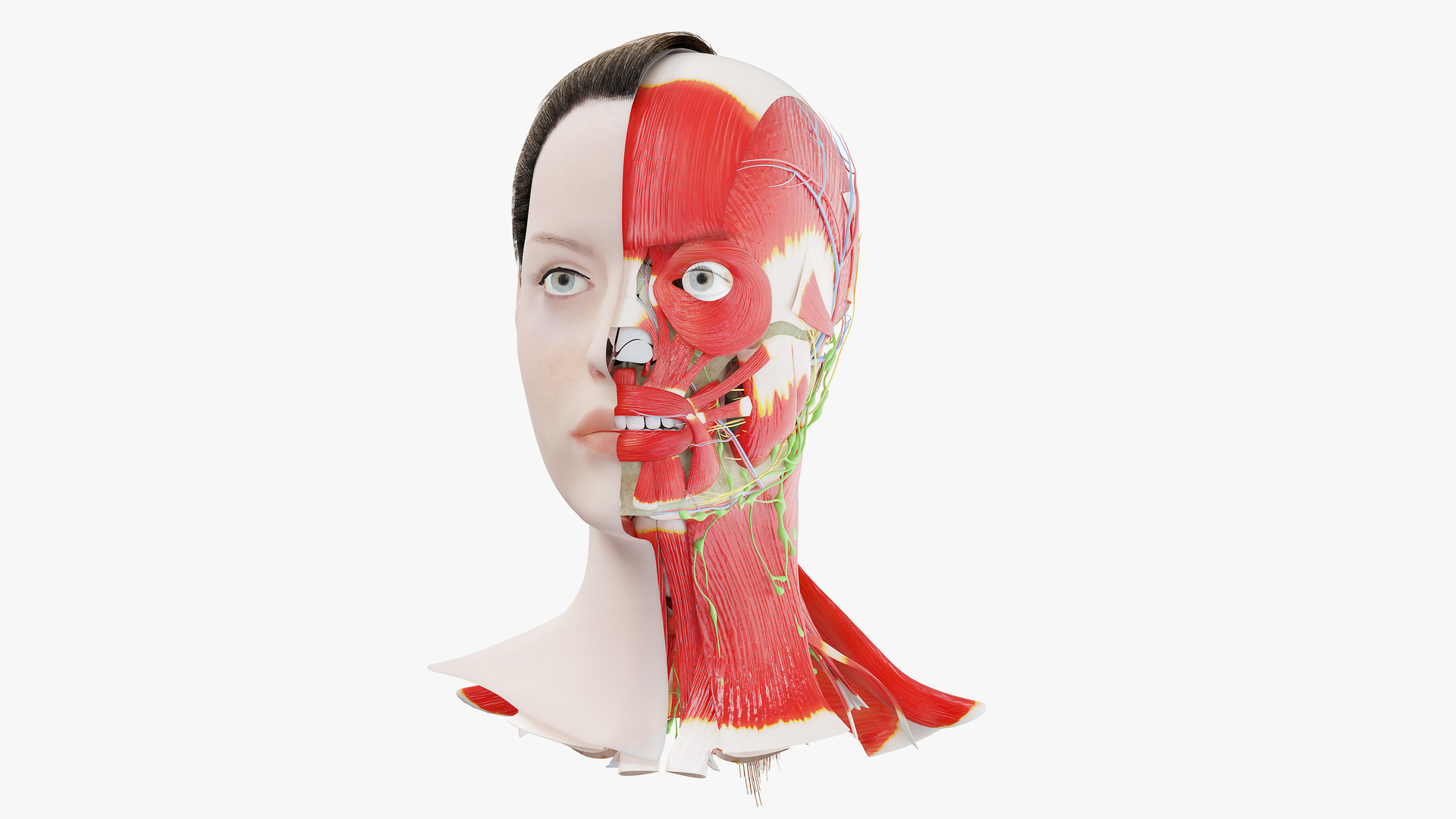 3D Human Female Head Anatomy - TurboSquid 1735940