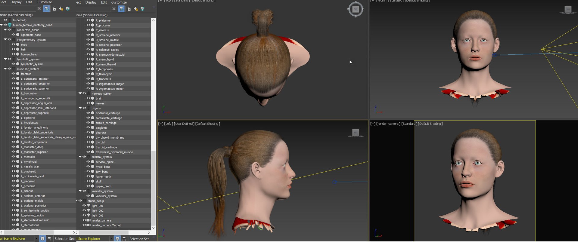 3D Human Female Head Anatomy - TurboSquid 1735940