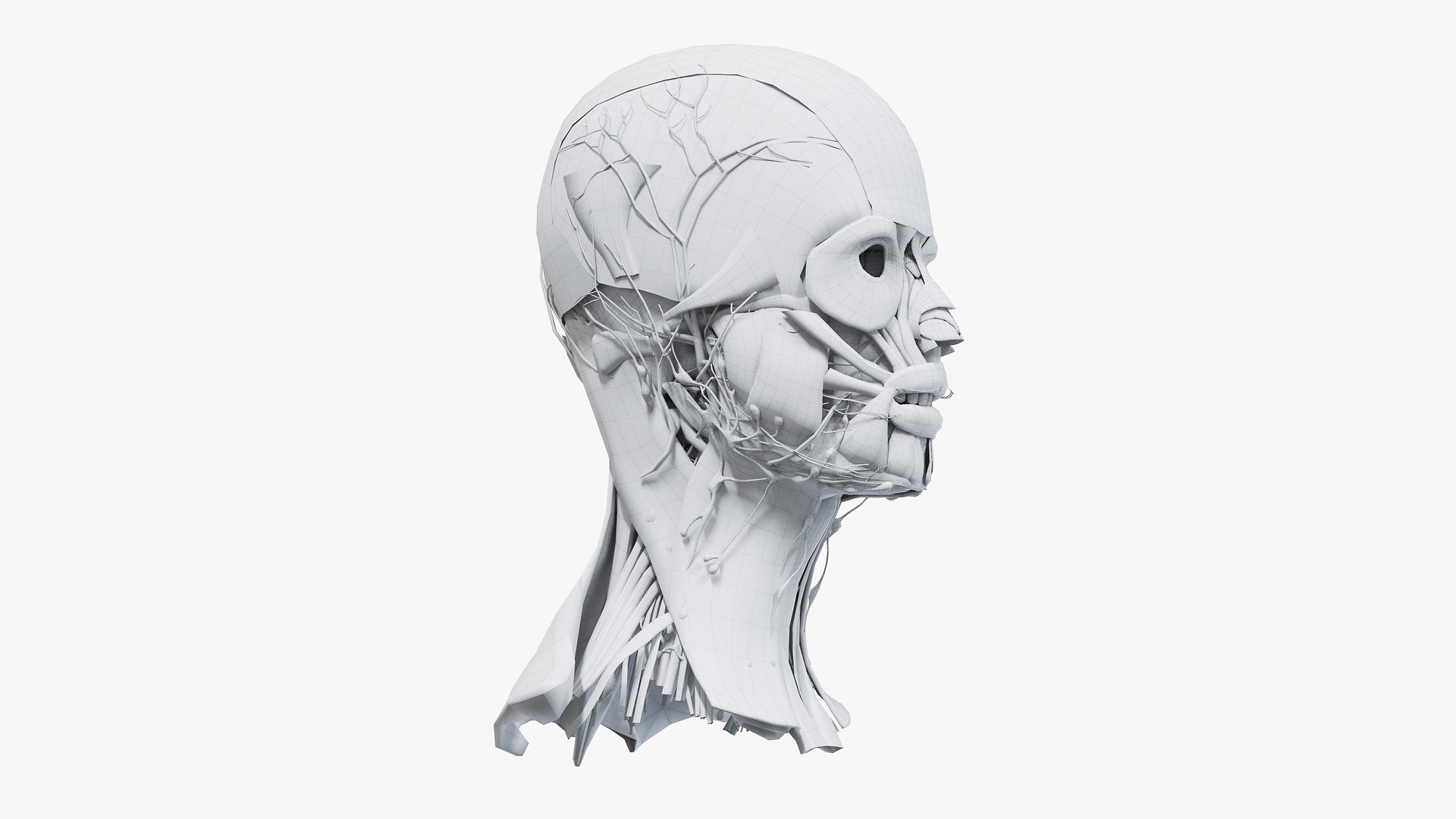 3D Human Female Head Anatomy - TurboSquid 1735940