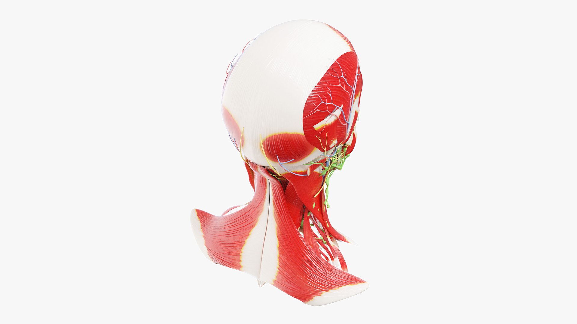 3D Human Female Head Anatomy - TurboSquid 1735940