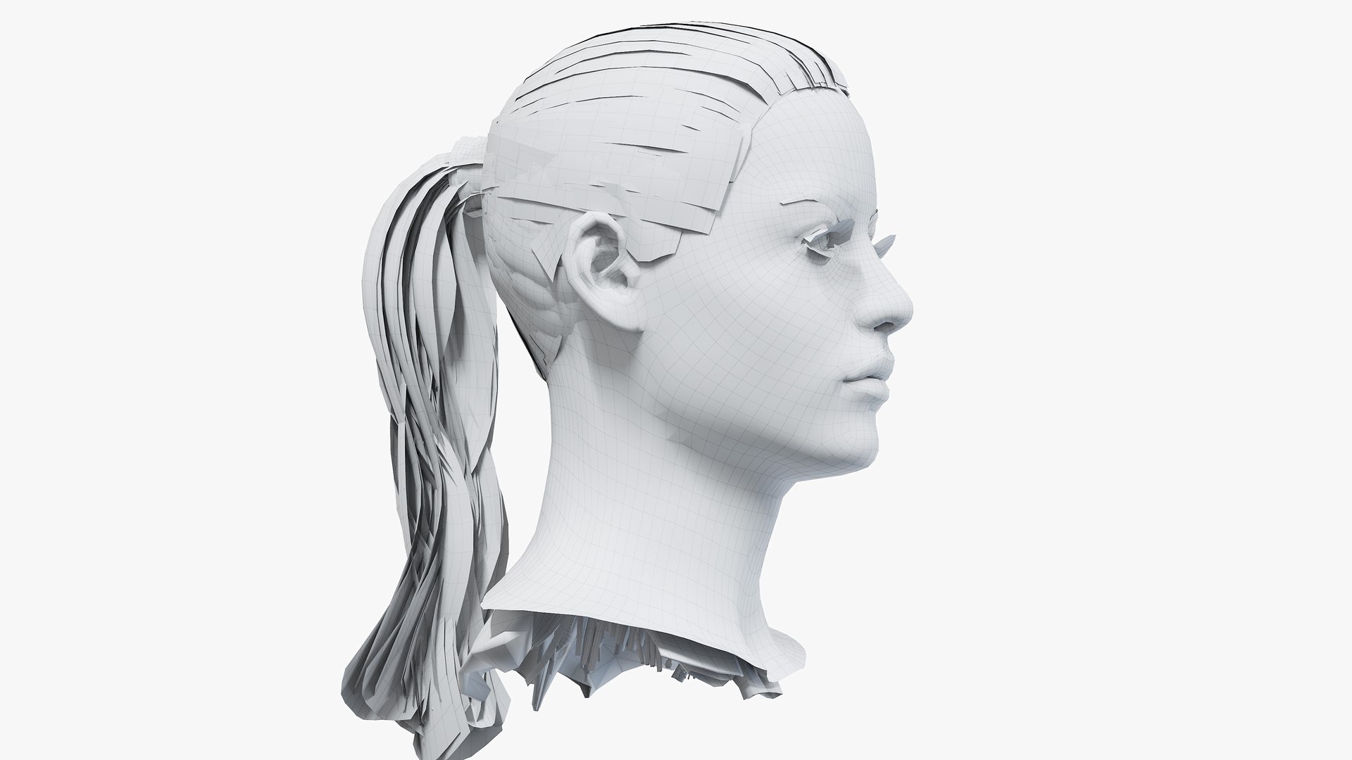 3D Human Female Head Anatomy - TurboSquid 1735940