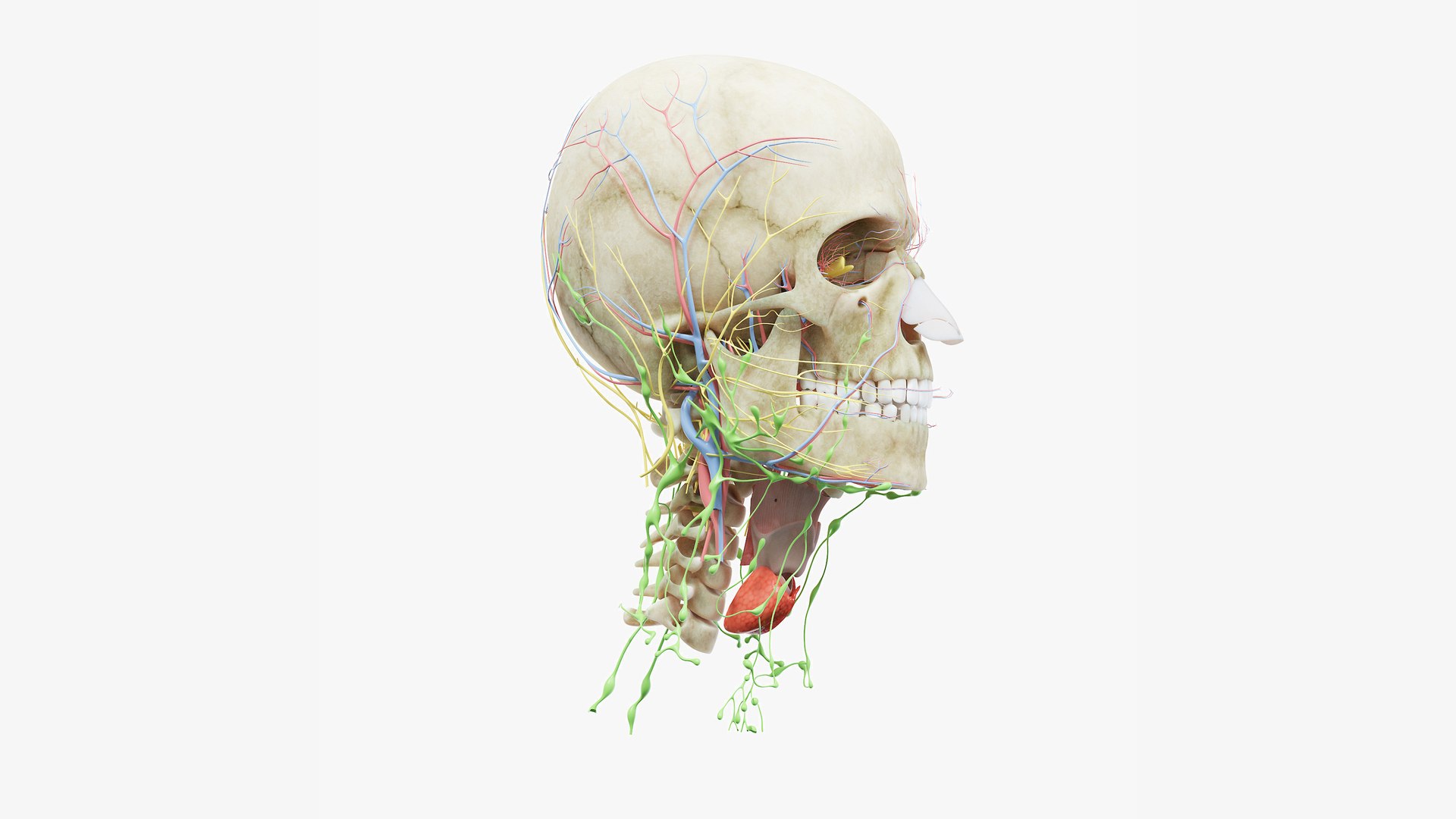 3D Human Female Head Anatomy - TurboSquid 1735940