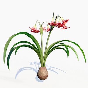 Download Free & Premium Amaryllis 3D Models | TurboSquid