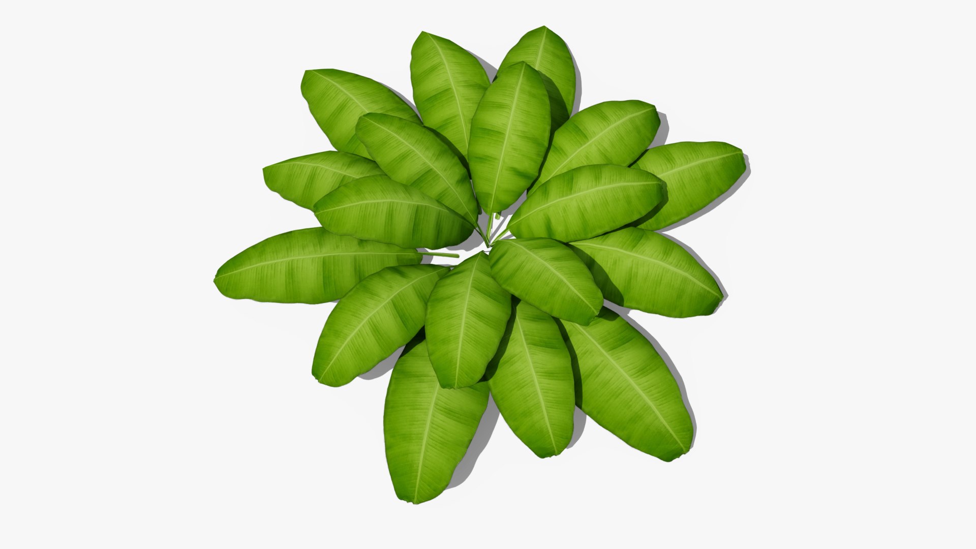 3D Model Stylized Cartoon Fern V2 - TurboSquid 2091036