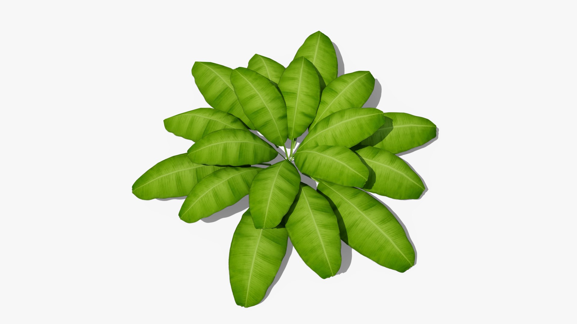 3D Model Stylized Cartoon Fern V2 - TurboSquid 2091036